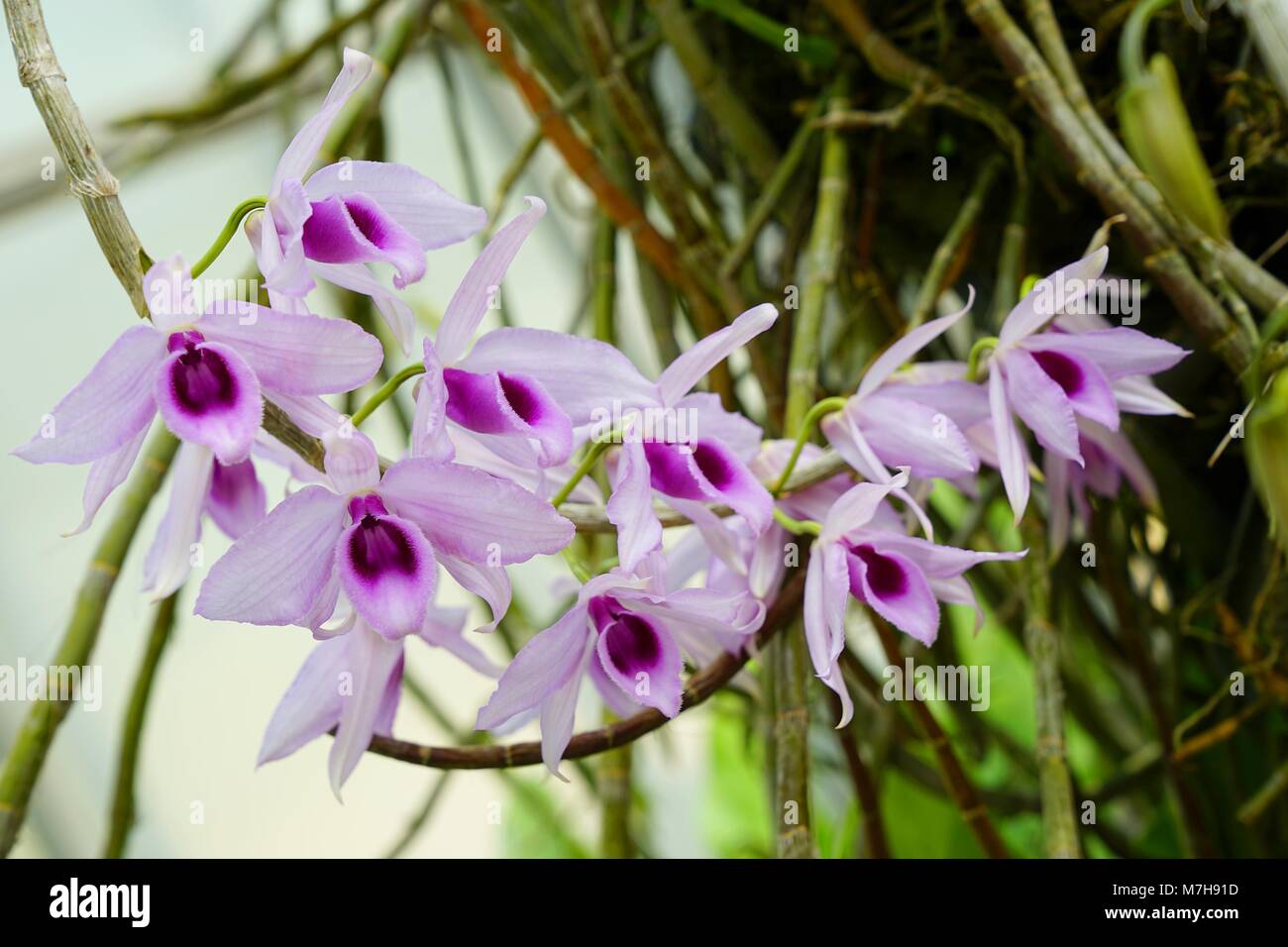 Dendrobium anosmum hi-res stock photography and images - Alamy