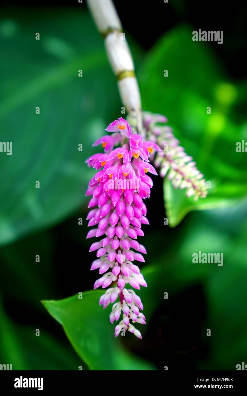 Pink toothbrush Orchid (Dendrobium secundum) in garden Stock Photo - Alamy