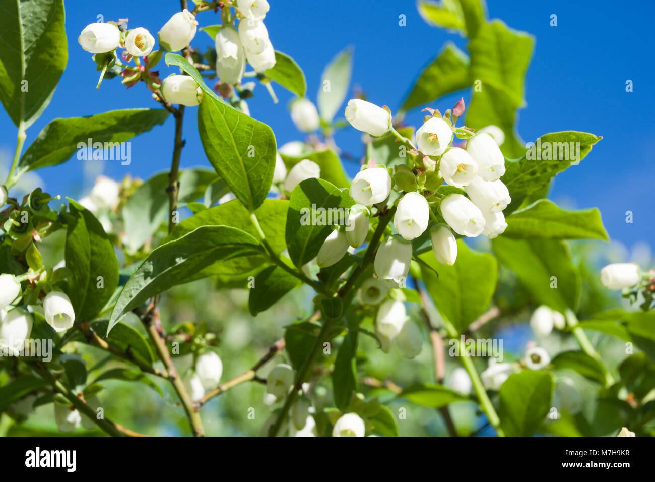 White blueberry buds on a bush against blue sky Stock Photo - Alamy