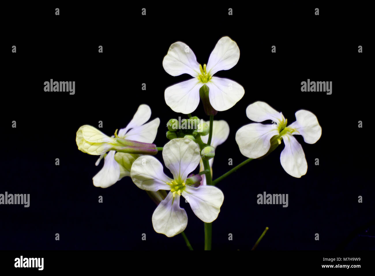 The first spring white flowers on a green stalk with buds. Isolated on ...