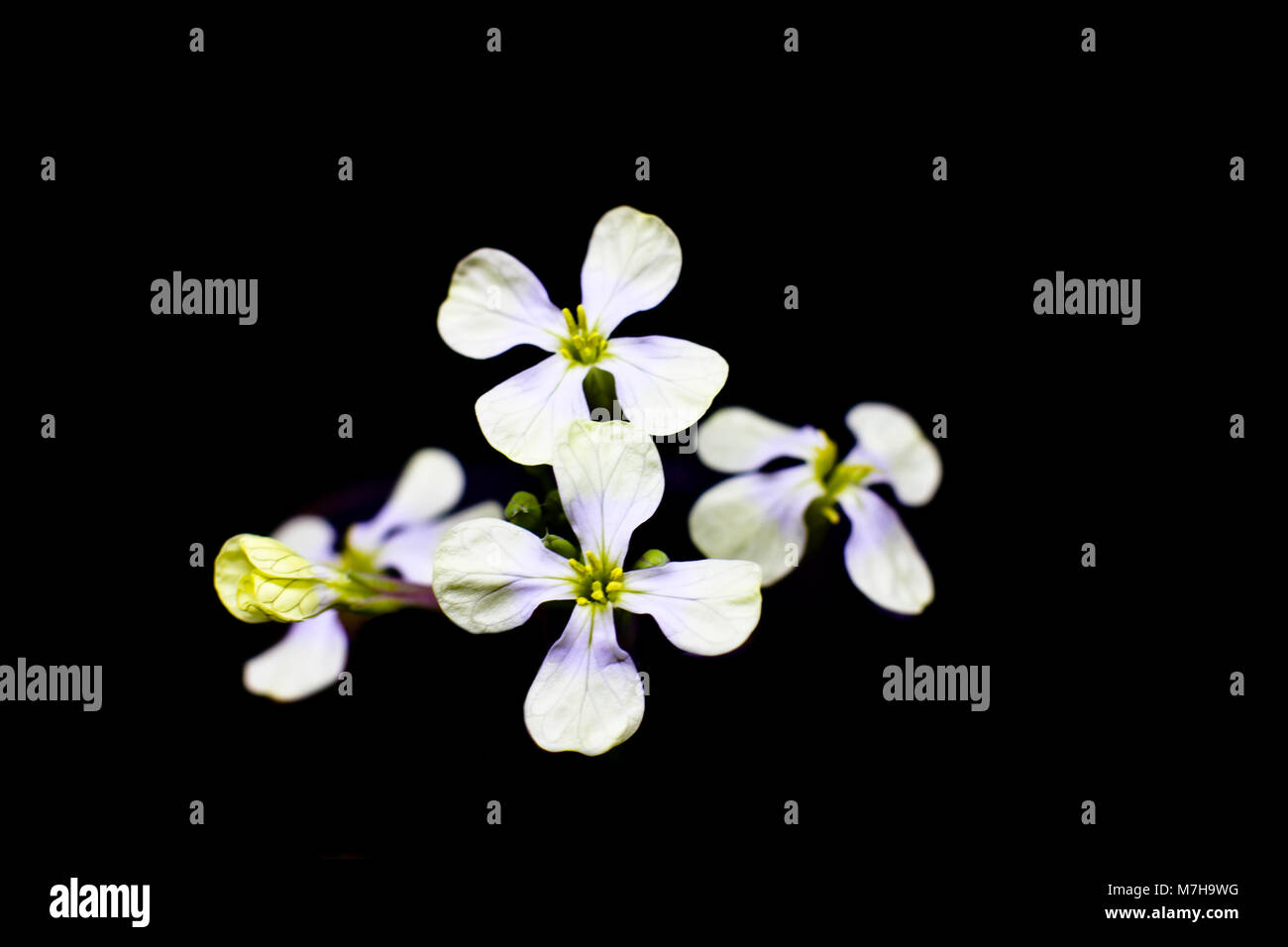 The first spring white flowers on a green stalk with buds. Isolated on ...
