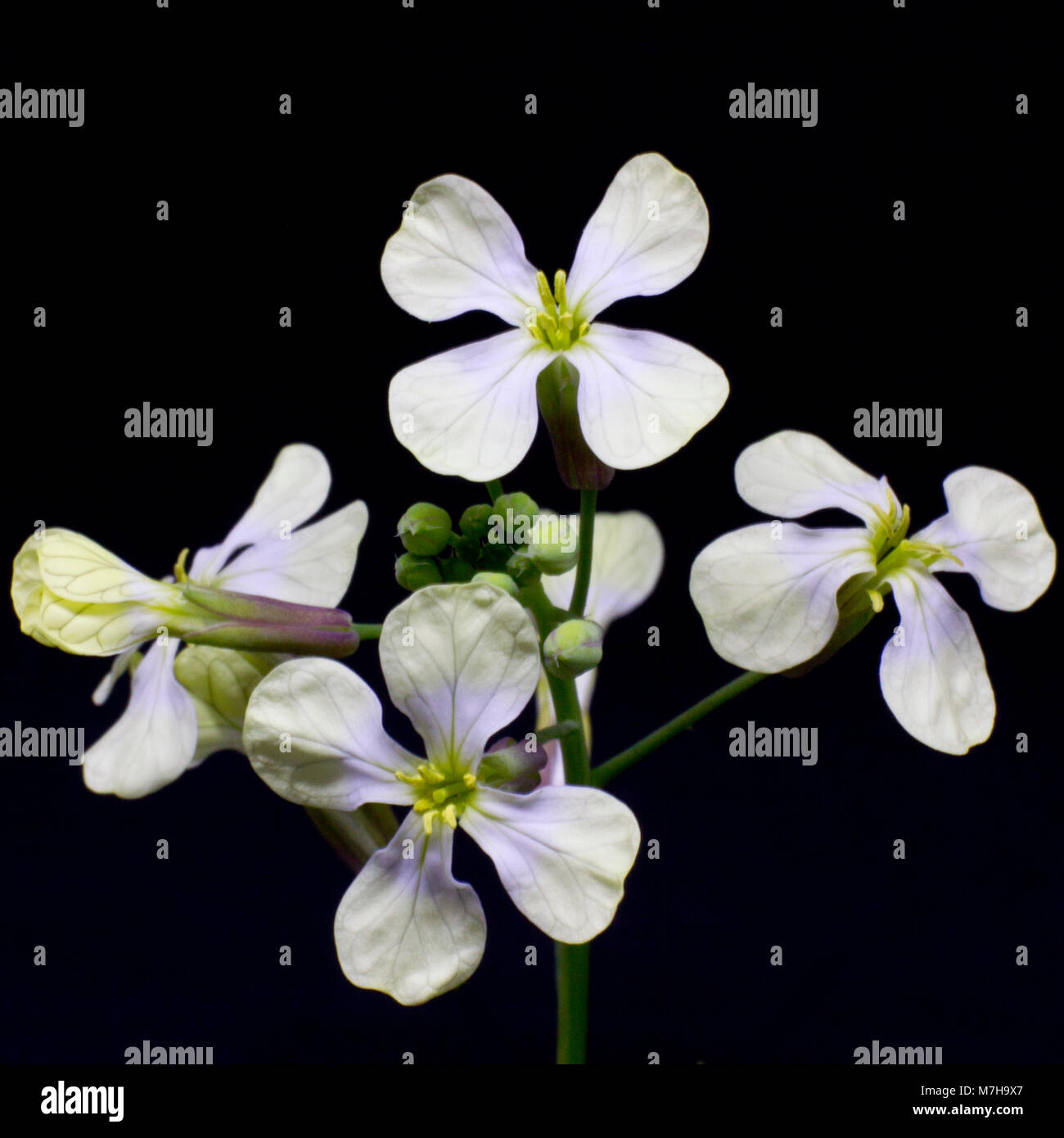 The first spring white flowers on a green stalk with buds. Isolated on ...