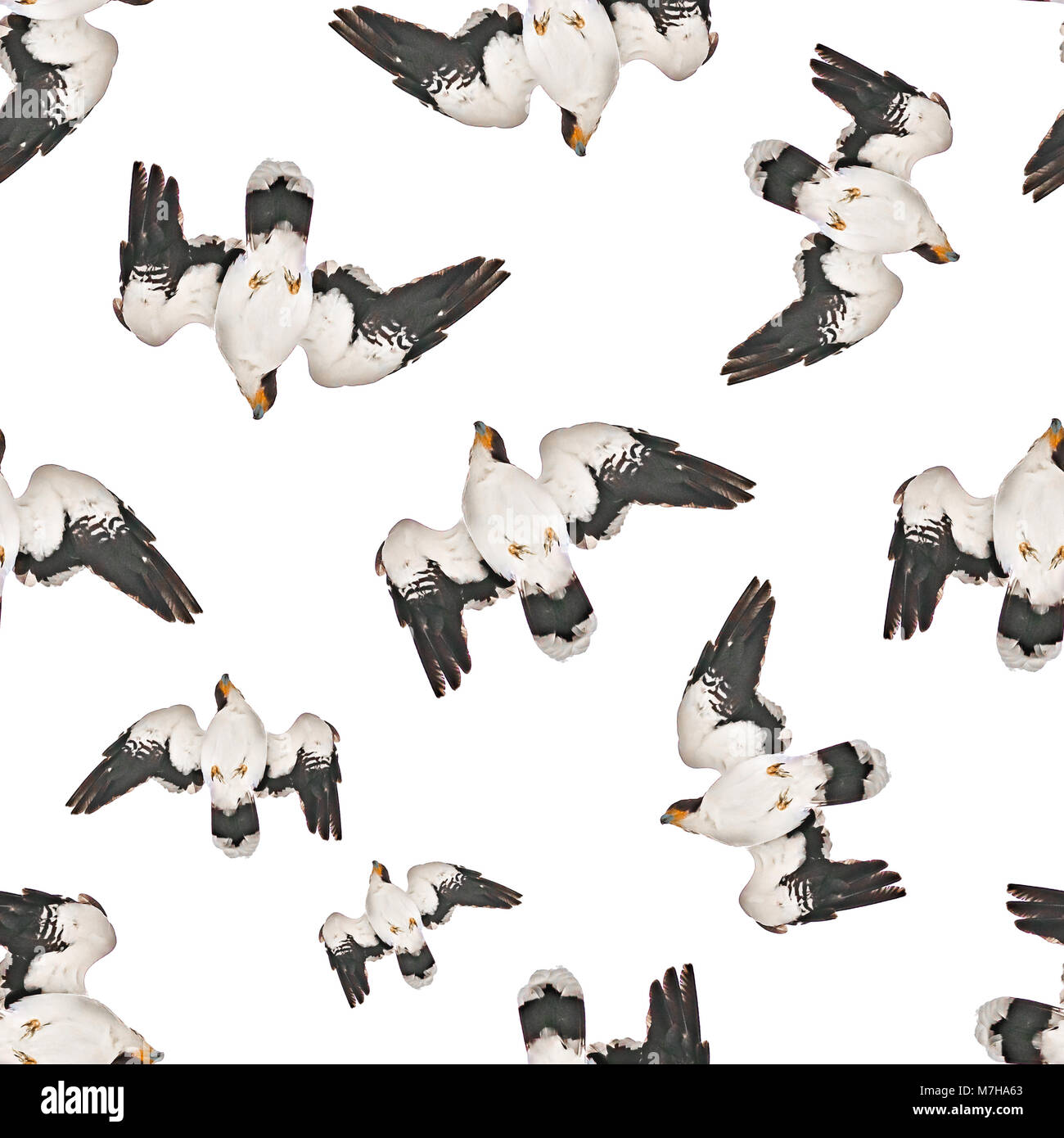 Conversational seamless pattern with real photo birds collage motif ...