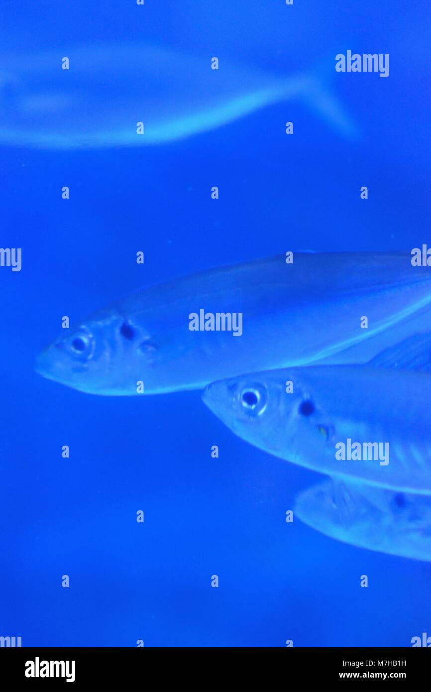 Nature background of Fish swimming in deep sea blue waters Stock Photo ...