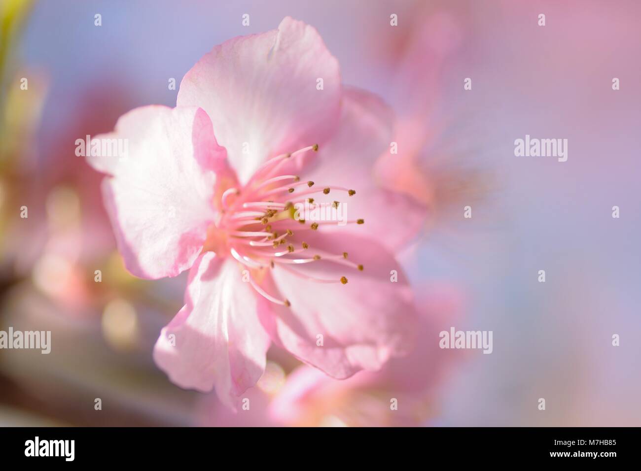 Macro texture of Japanese Pink Cherry Blossoms in sunshine Stock Photo ...