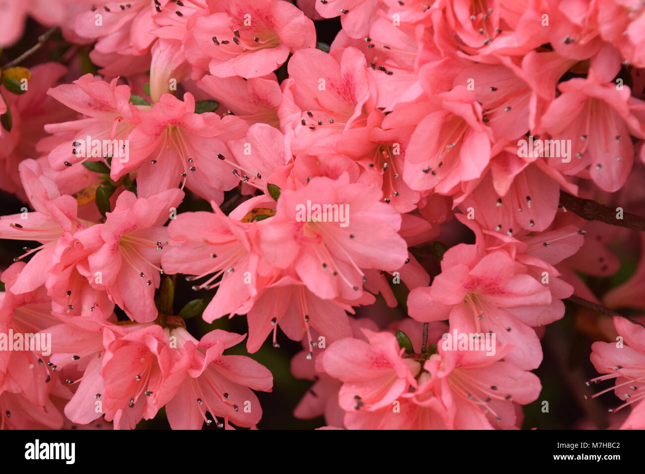 Rhododendron Azalea Caroline Gable Stock Photo - Alamy