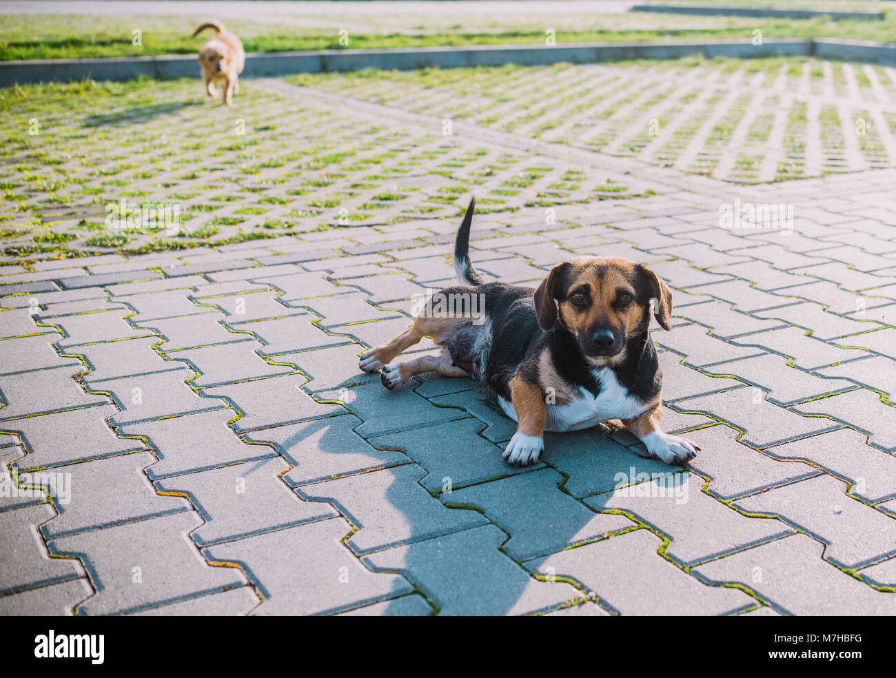 close up on homeless dog on the street Stock Photo - Alamy