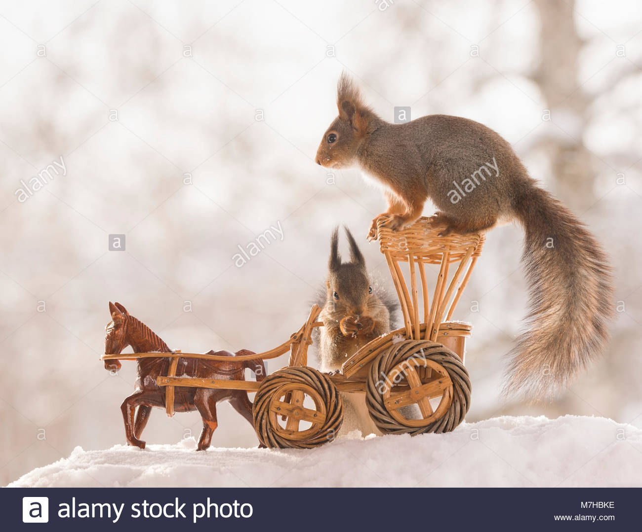 Horse And Wagon Stock Photos & Horse And Wagon Stock Images - Alamy