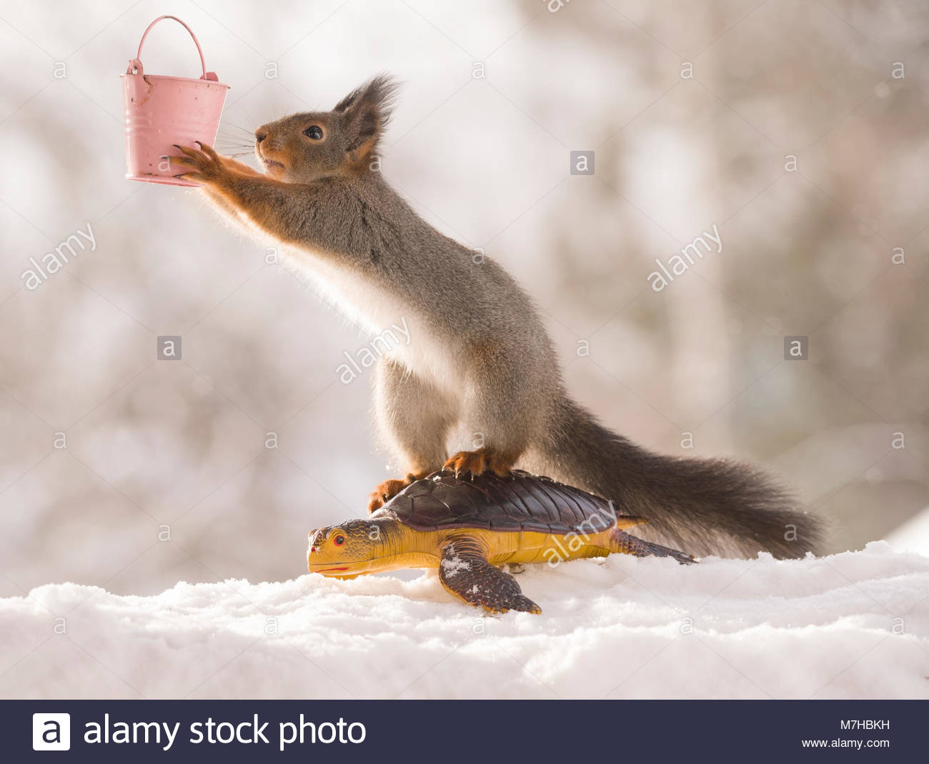 Turtle Logo High Resolution Stock Photography and Images - Alamy