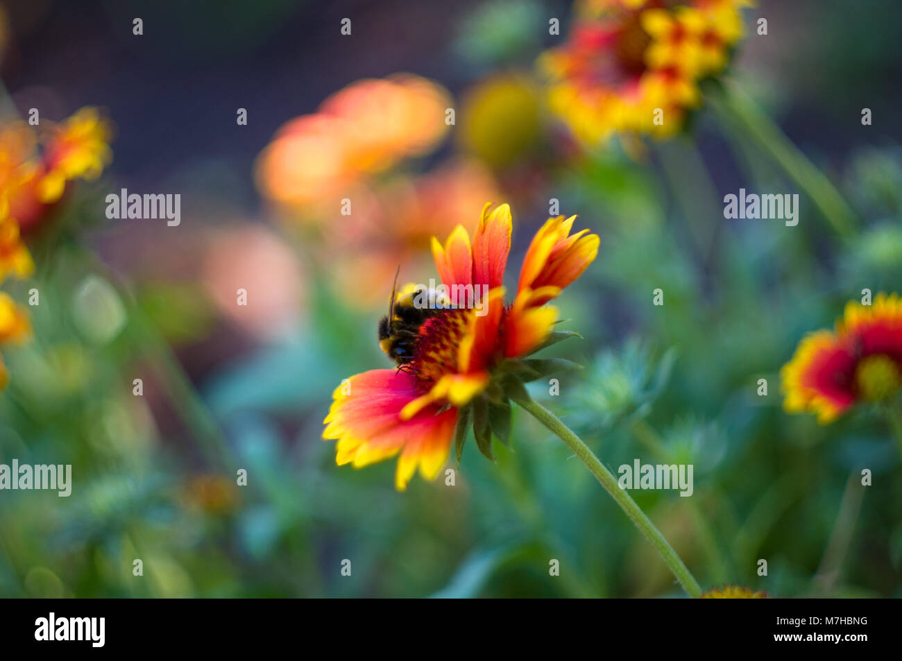 Red and yellow colorful flowers Gailardia in garden, pollination by ...
