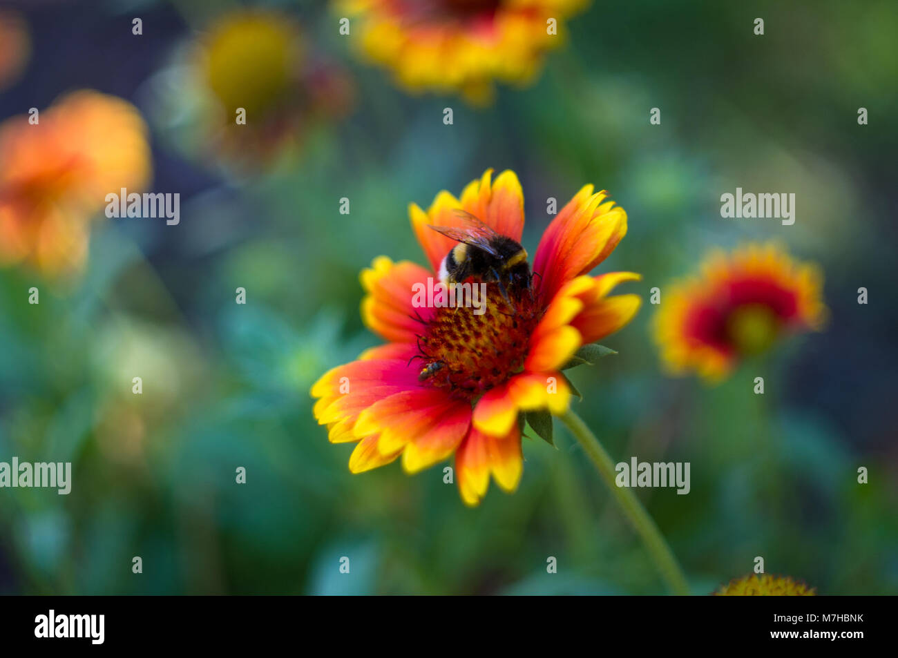 Red and yellow colorful flowers Gailardia in garden, pollination by ...
