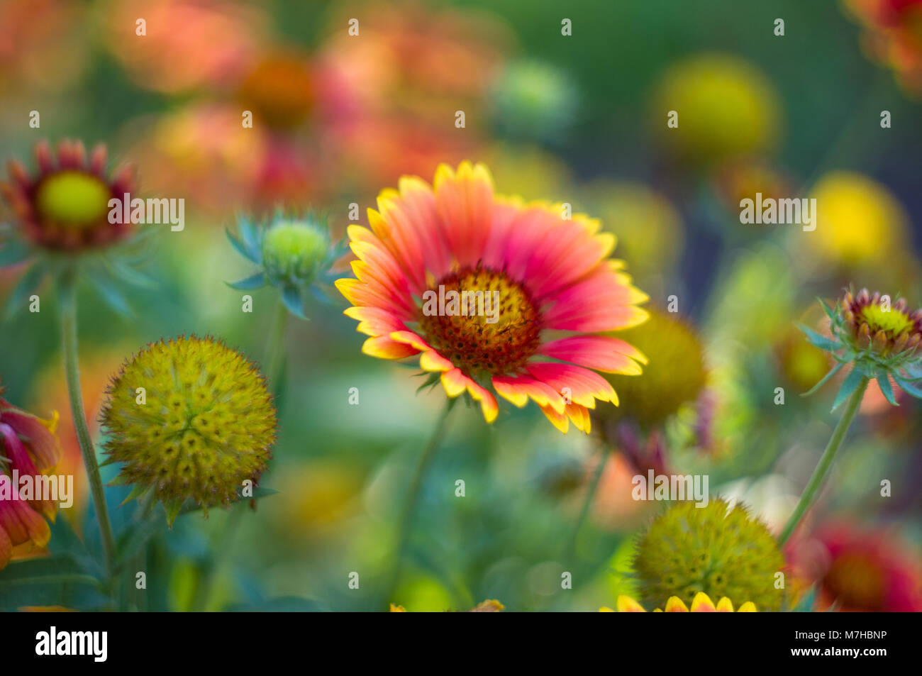 Red and yellow colorful flowers Gailardia in garden, pollination by ...