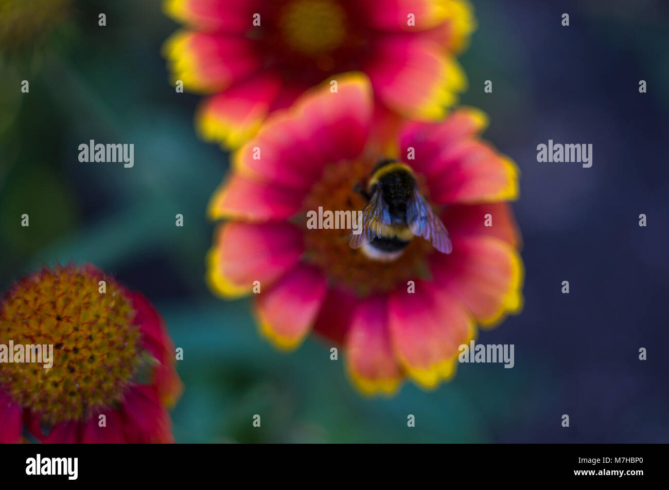 Red and yellow colorful flowers Gailardia in garden, pollination by ...