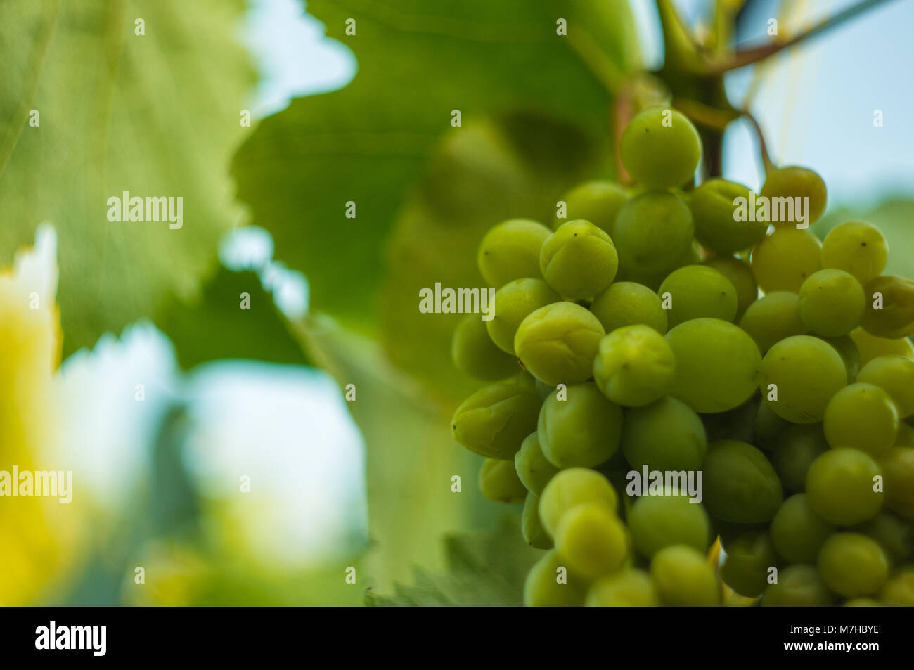 Large grapes cluster amber color and green leaves Stock Photo - Alamy