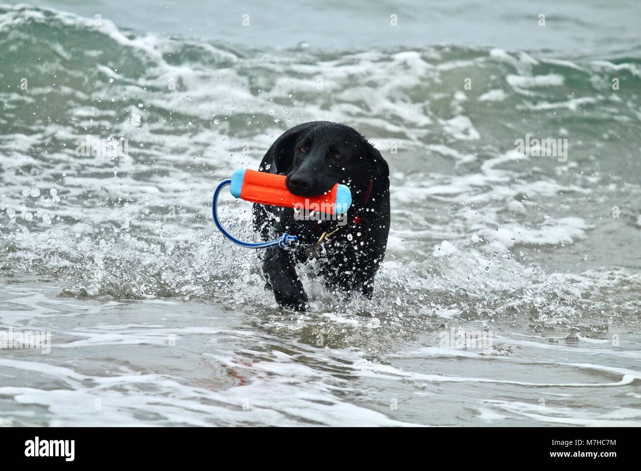 Black German Shepherd playing fetch in the ocean Stock Photo - Alamy