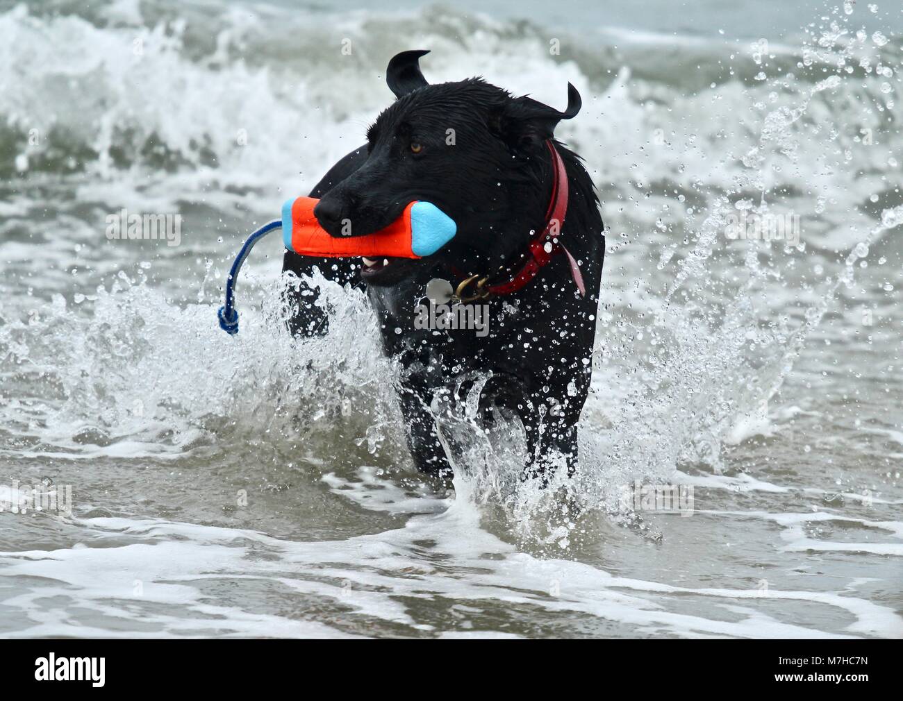 Black German Shepherd playing fetch in the ocean Stock Photo - Alamy
