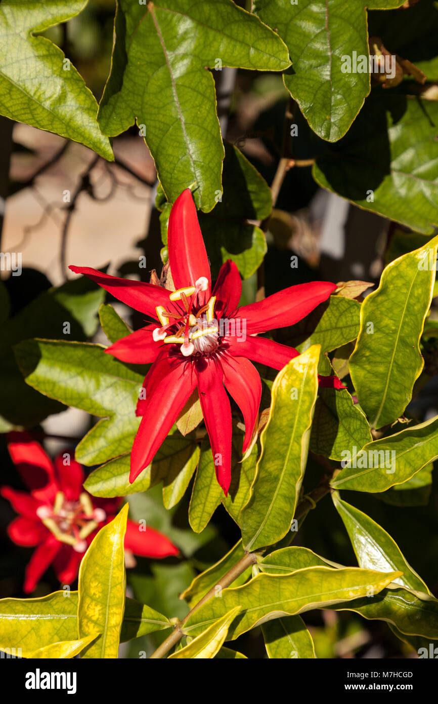 Red passion vine hi-res stock photography and images - Alamy