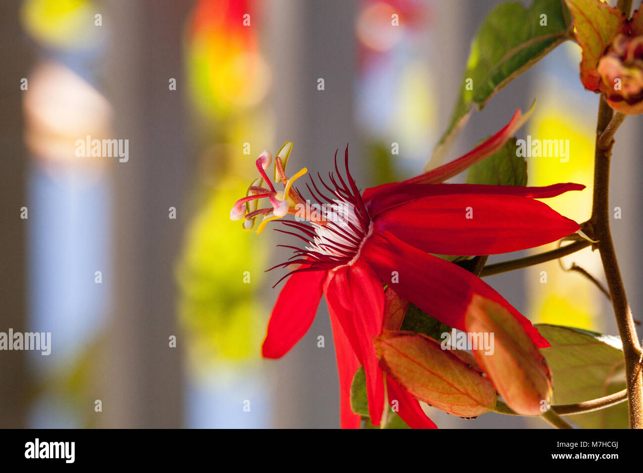 Scarlet flame red passionflower called Passiflora miniata blooms on a ...