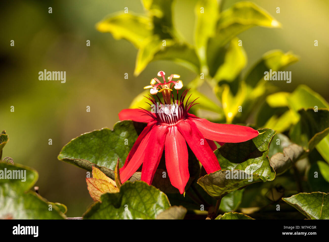 Scarlet flame red passionflower called Passiflora miniata blooms on a ...