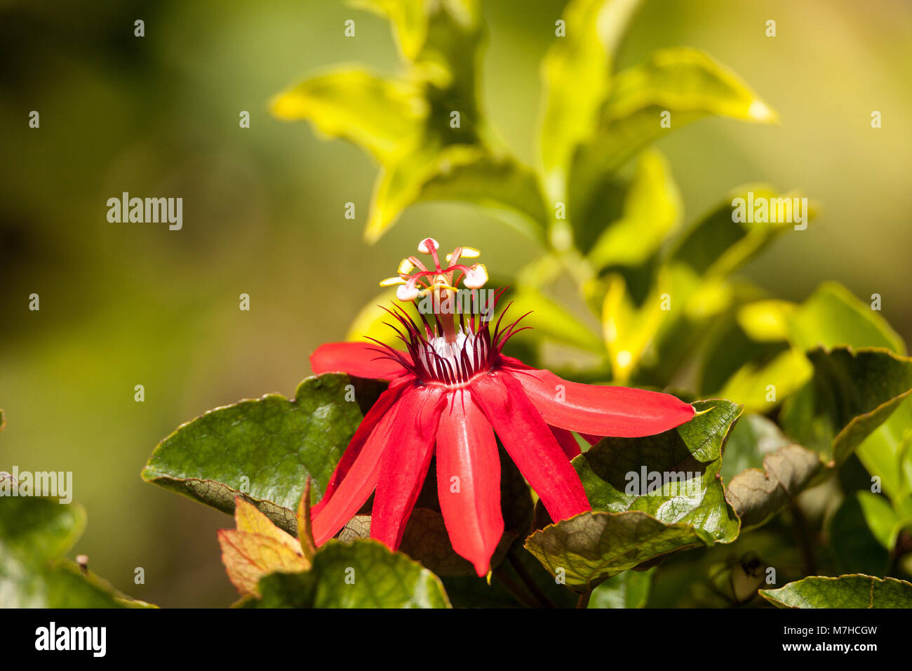 Scarlet flame red passionflower called Passiflora miniata blooms on a ...