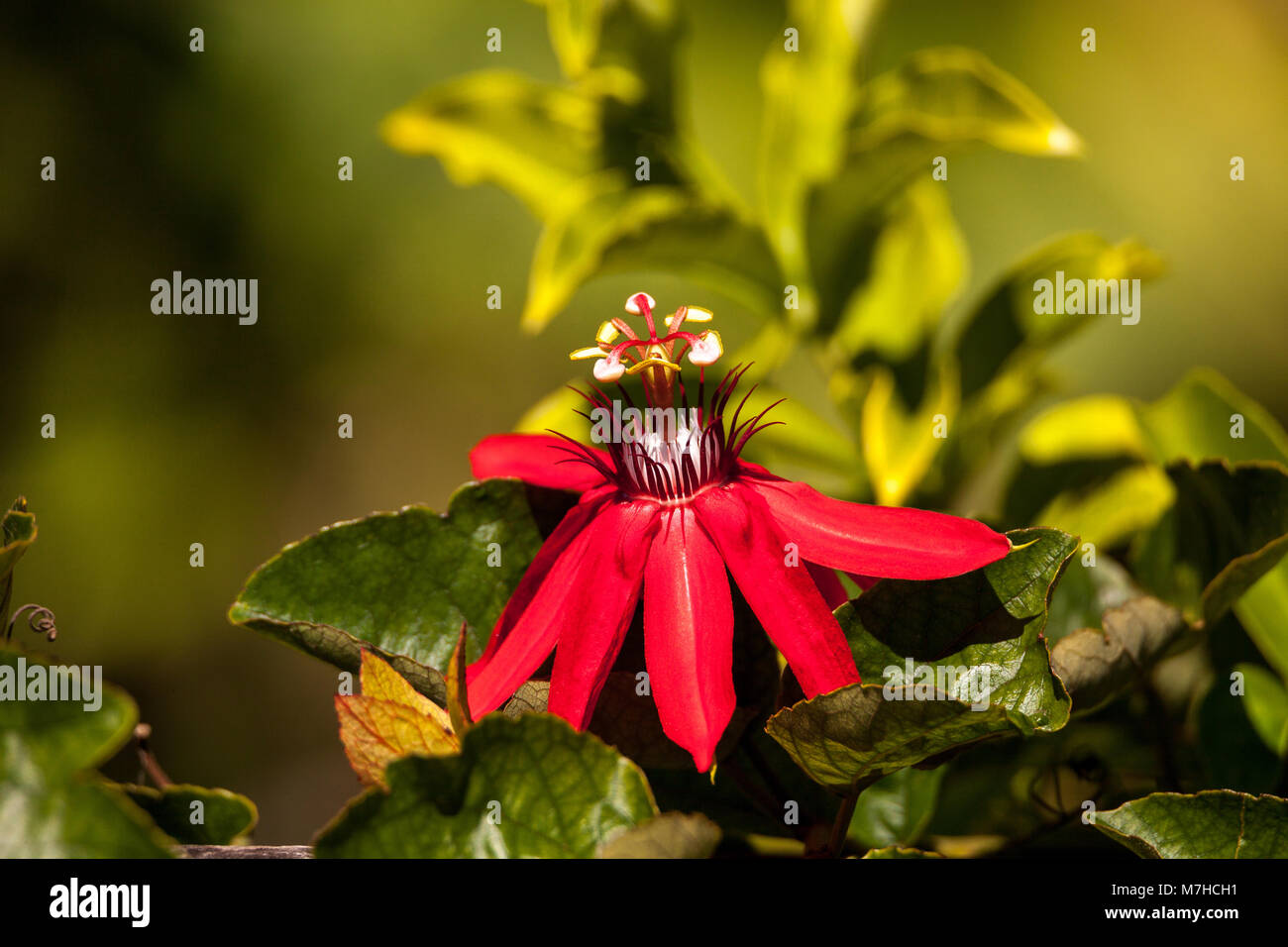 Scarlet flame red passionflower called Passiflora miniata blooms on a ...