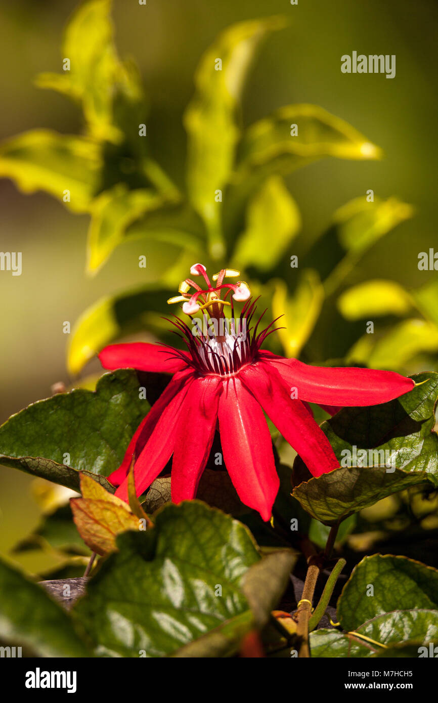 Scarlet flame red passionflower called Passiflora miniata blooms on a ...