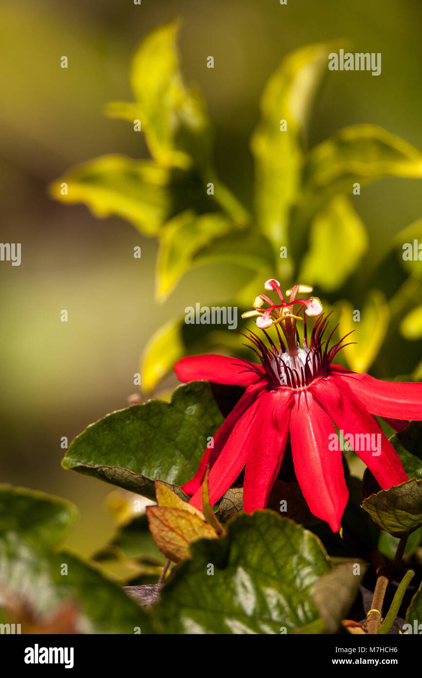 Scarlet flame red passionflower called Passiflora miniata blooms on a ...