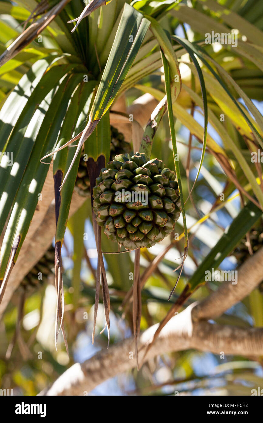 Screw pine fruit Pandanus utilis grows on a tree in southeastern ...