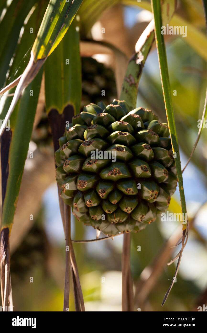 Screw pine fruit Pandanus utilis grows on a tree in southeastern ...
