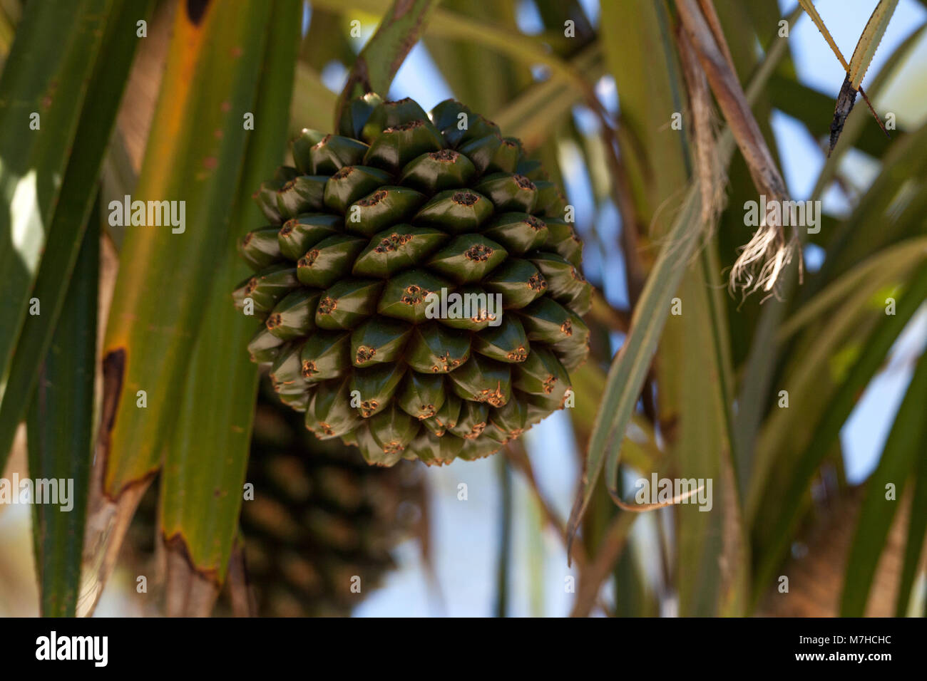Screw pine fruit Pandanus utilis grows on a tree in southeastern ...