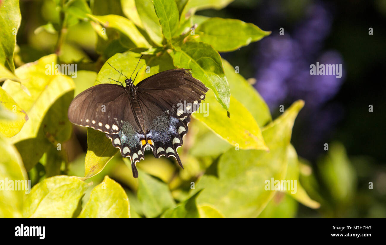 Blue spicebush swallowtail butterfly Pterourus troilus clings to a vine ...