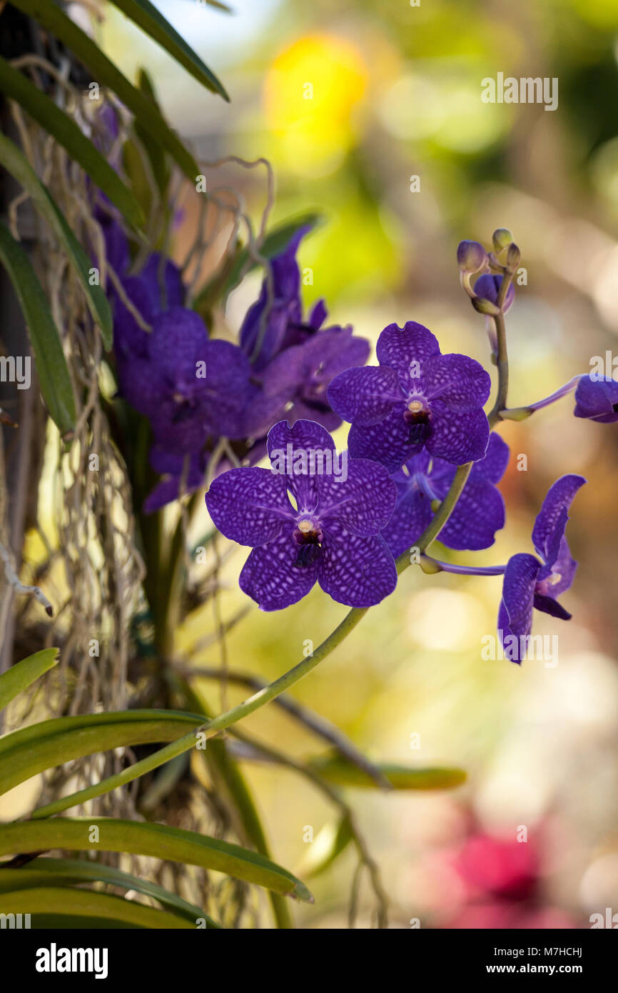 Purple spotted aranda orchid flowers bloom as they hang off a tree in ...