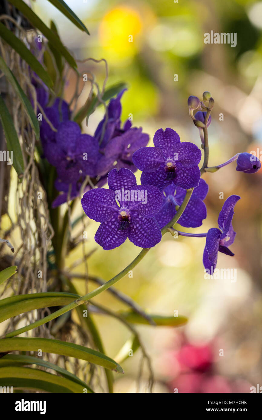 Purple spotted aranda orchid flowers bloom as they hang off a tree in ...