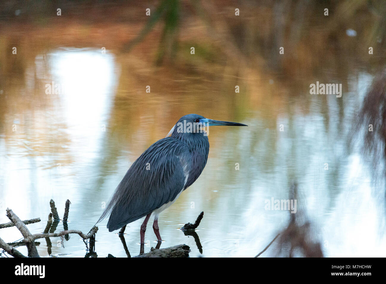 Tricolored heron bird Egretta tricolor in a pond in the Corkscrew Swamp ...