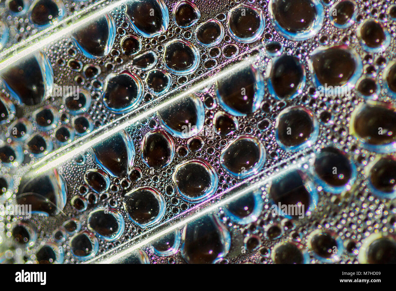 Circular drops of water condensation on the inside of a mini-greenhouse ...