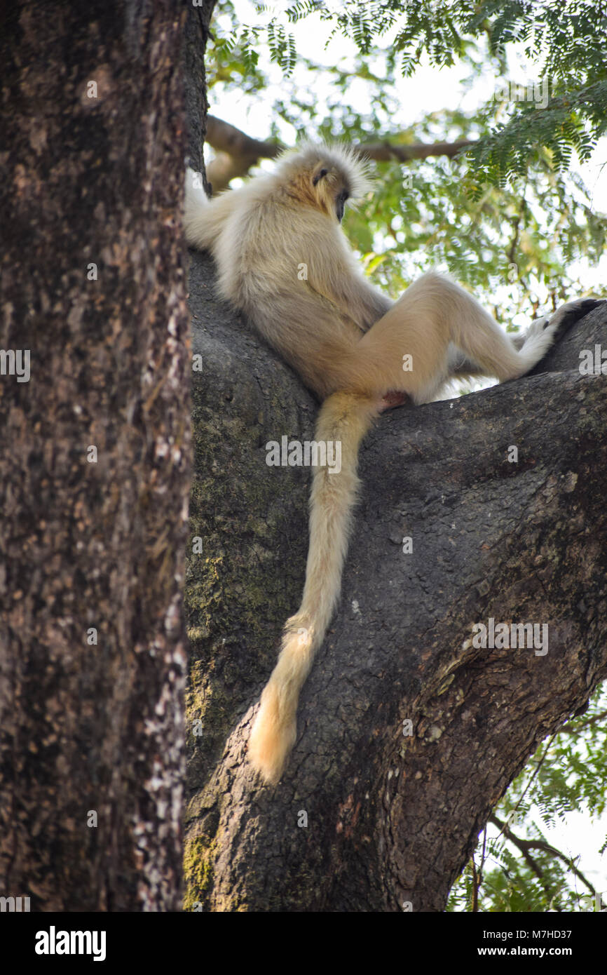25 most endangered primates hi-res stock photography and images - Alamy