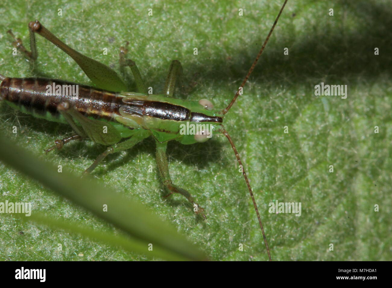 Cricket close up hi-res stock photography and images - Alamy