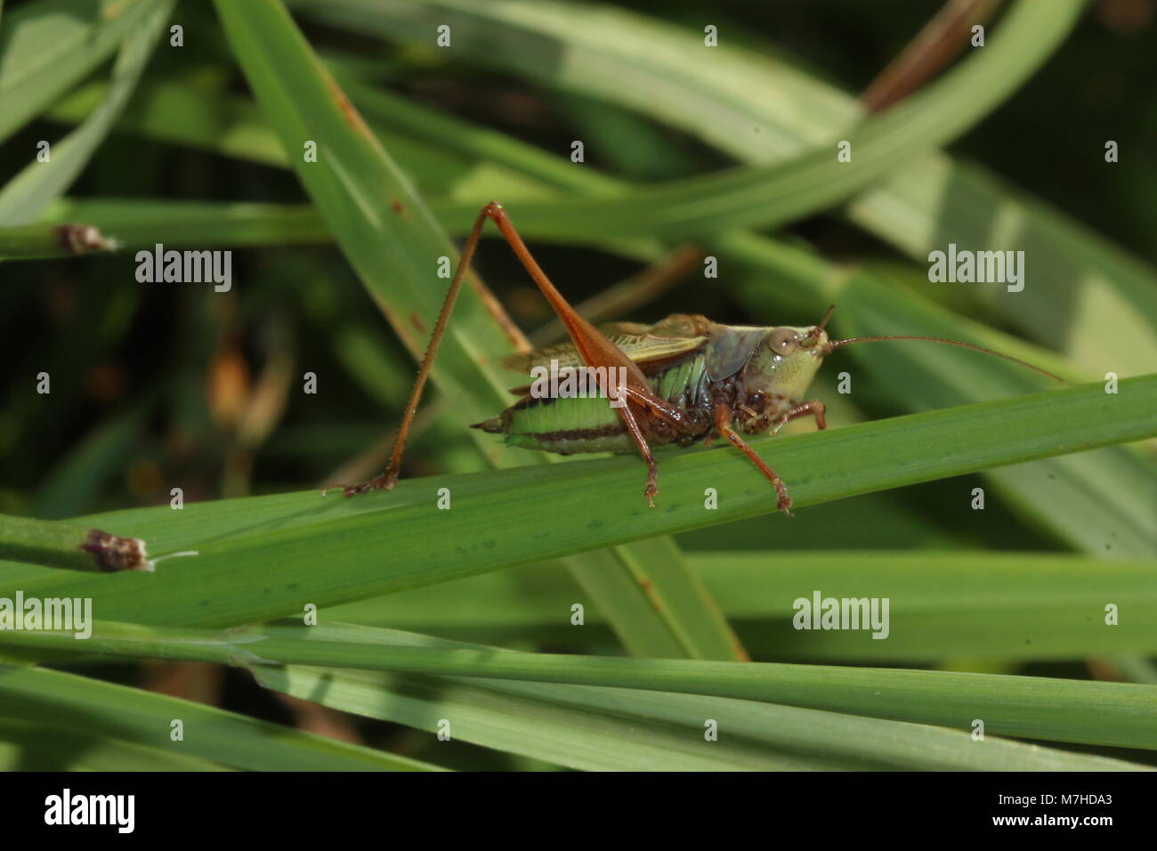 Cricket close up hi-res stock photography and images - Alamy