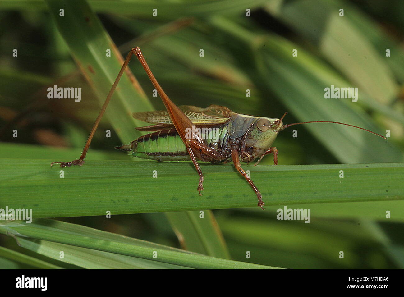 Cricket close up hi-res stock photography and images - Alamy