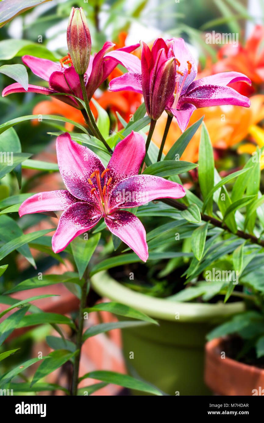 Potted lily hi-res stock photography and images - Alamy
