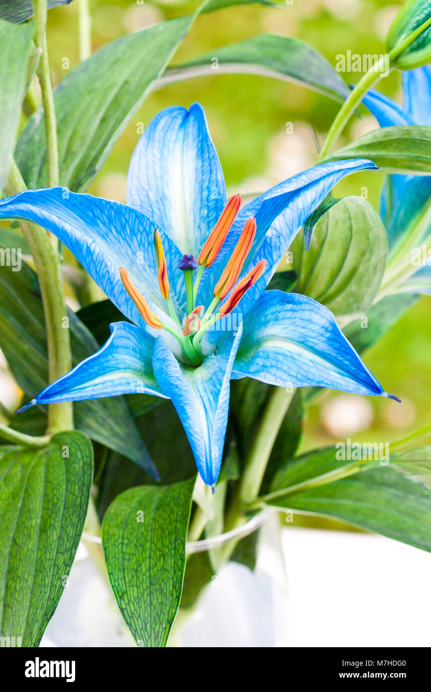blue lilies on the green background Stock Photo - Alamy