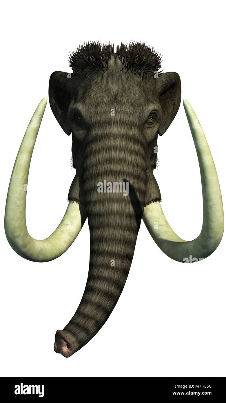 A head-on view of a Woolly Mammoth from the ice age Stock Photo - Alamy