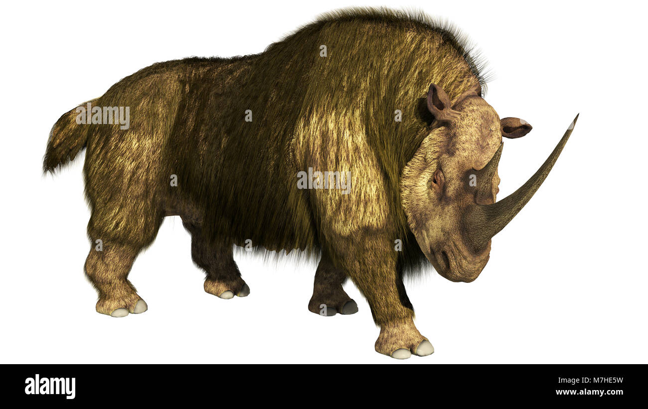 Wooly Rhinoceros Size
