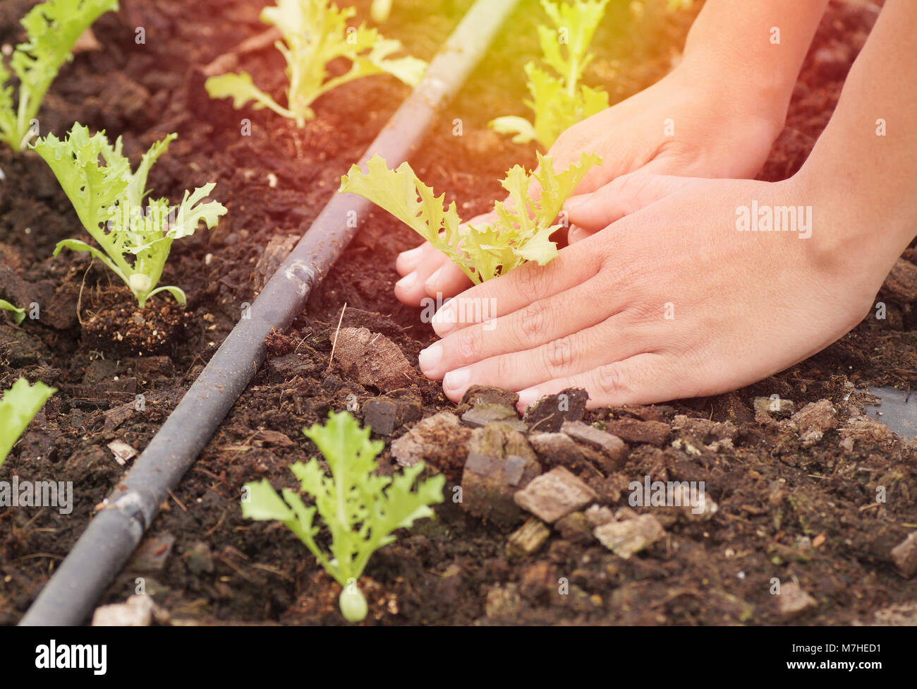 hand planting in farm Stock Photo - Alamy