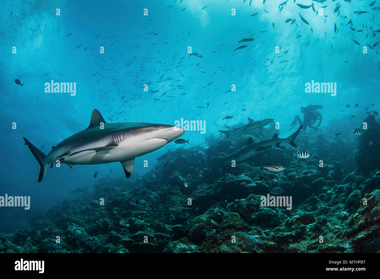 A gray reef shark patrols the reef, Kadavu Island, Fiji Stock Photo - Alamy
