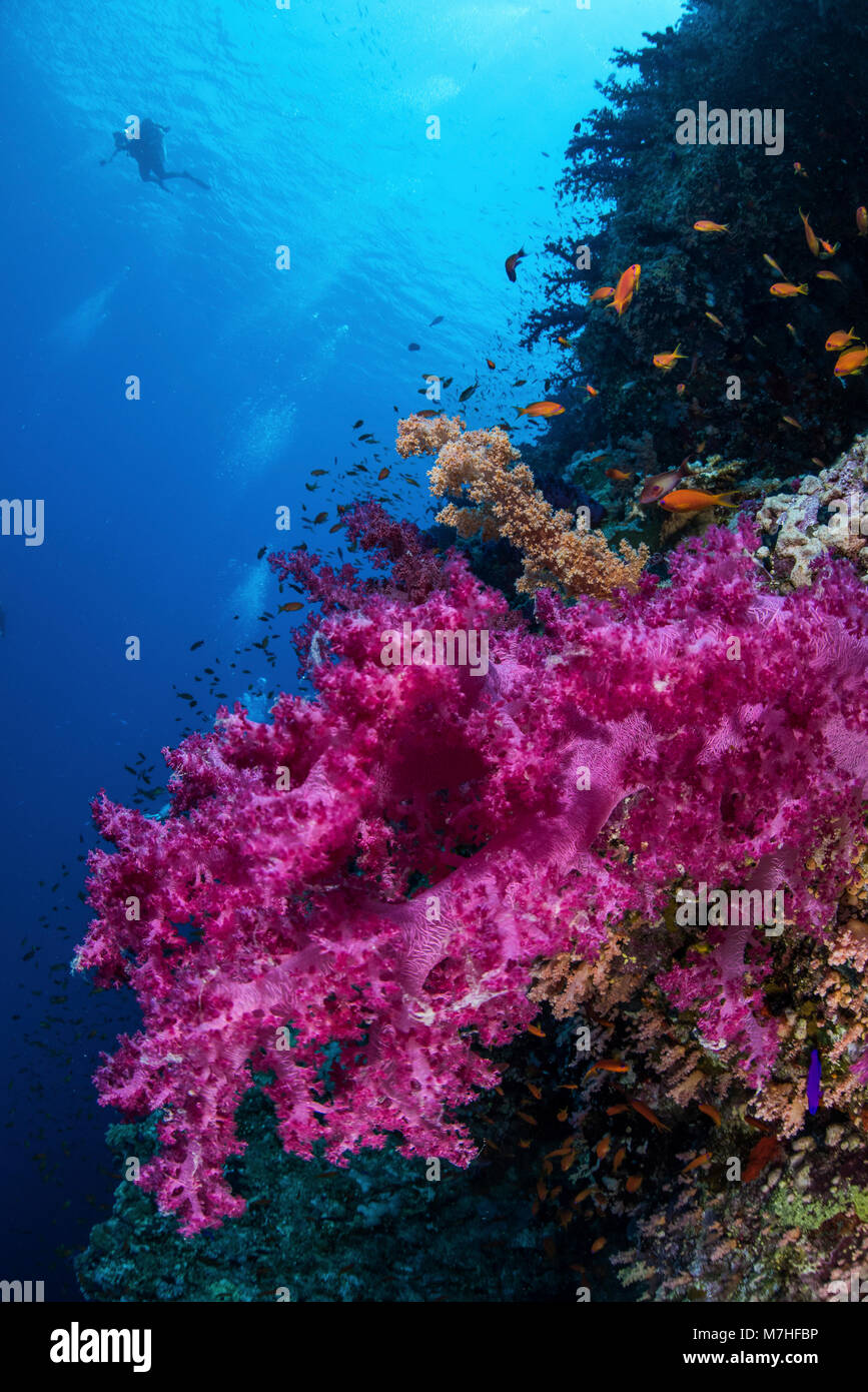 Shark reef red sea hi-res stock photography and images - Alamy