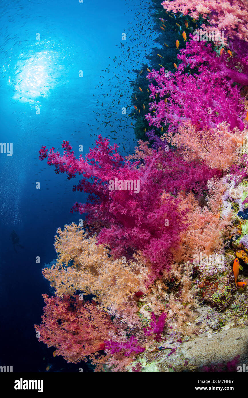 Multiple colors of soft corals adorn a reef in the Red Sea Stock Photo ...