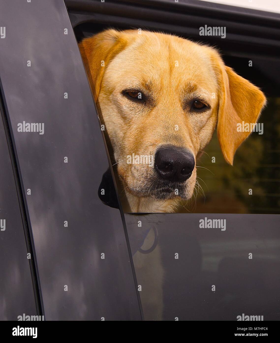 Molly, a yellow Lab, waiting patiently Stock Photo - Alamy