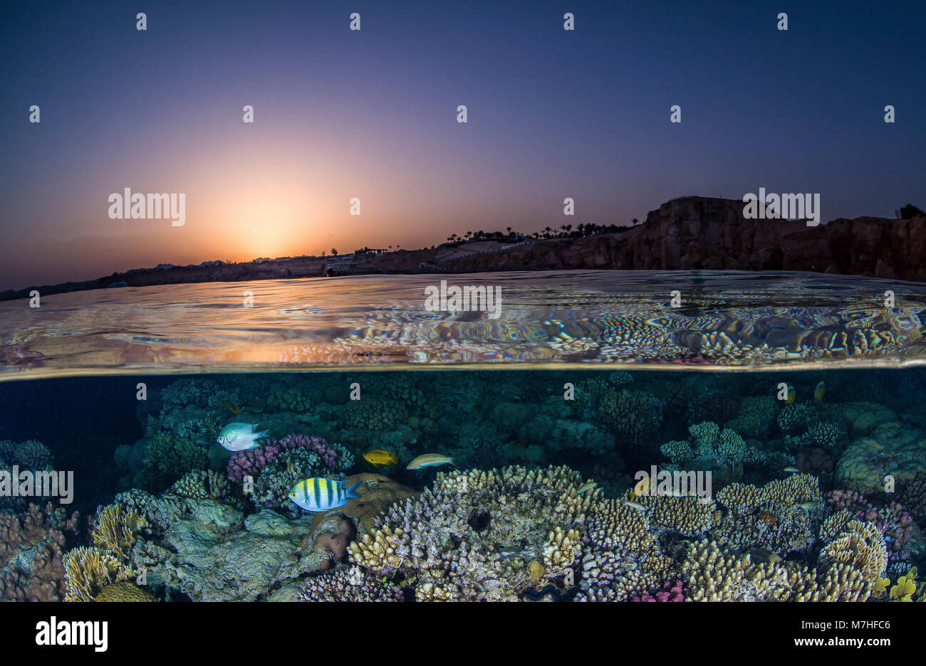 Over under water coral reef hi-res stock photography and images - Alamy