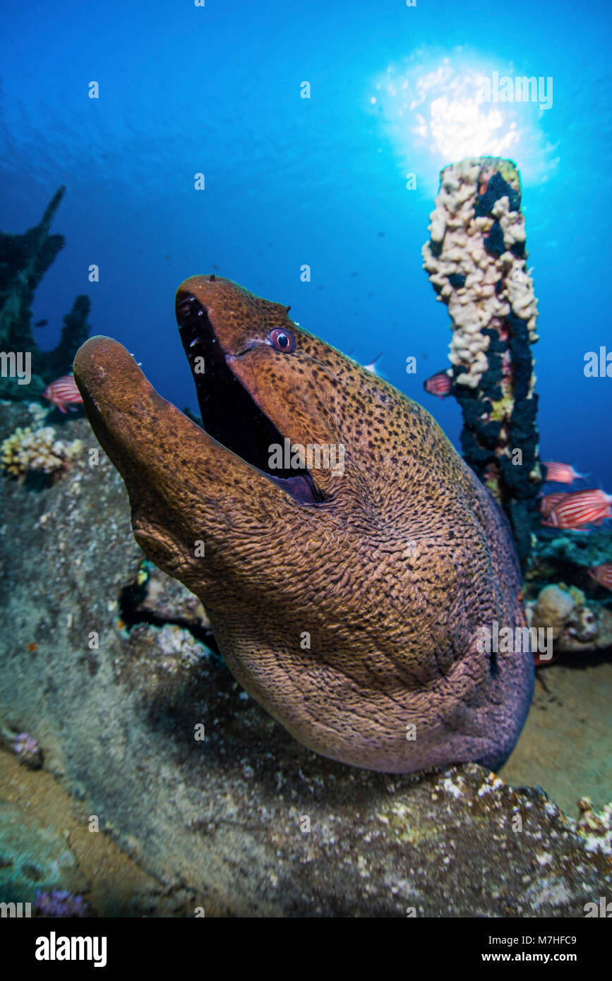 A large moray eel smiles under the sun in the Red Sea Stock Photo - Alamy
